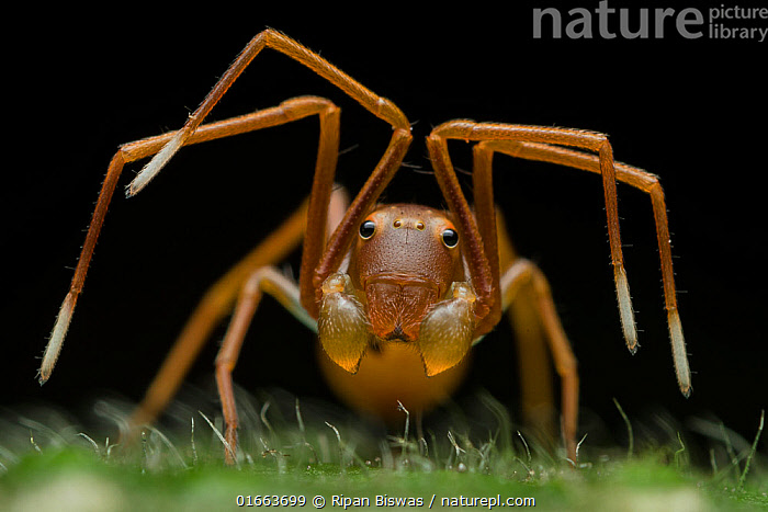 Stock photo of Portrait of an ant-mimicking crab spider. (Amyciaea sp ...