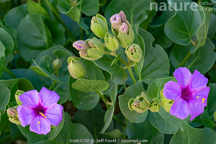 Stock photo of Colorado four o'clock (Mirabilis multiflora). Capitol ...