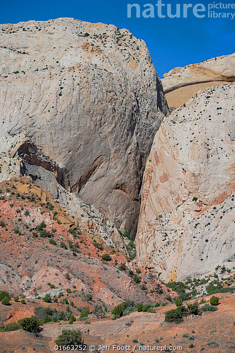 Stock photo of Rock face on Waterpocket Fold, a Navajo sandstone ...