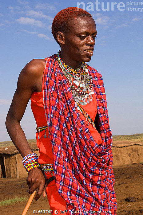 Stock photo of Maasai moran / warrior, portrait. Maasai Mara National ...