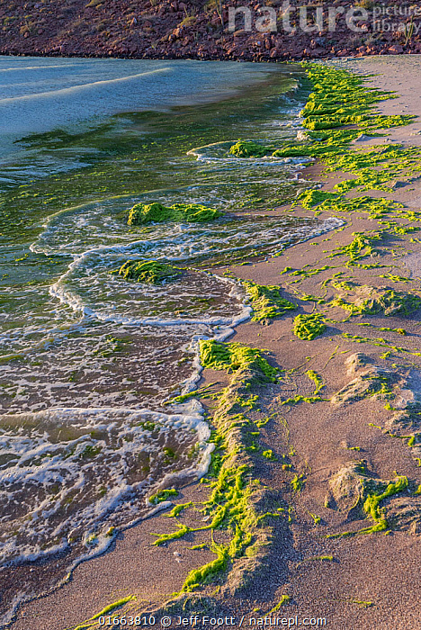Stock photo of Green algae / Seaweed (Chlorophyta) on beach, washed up ...