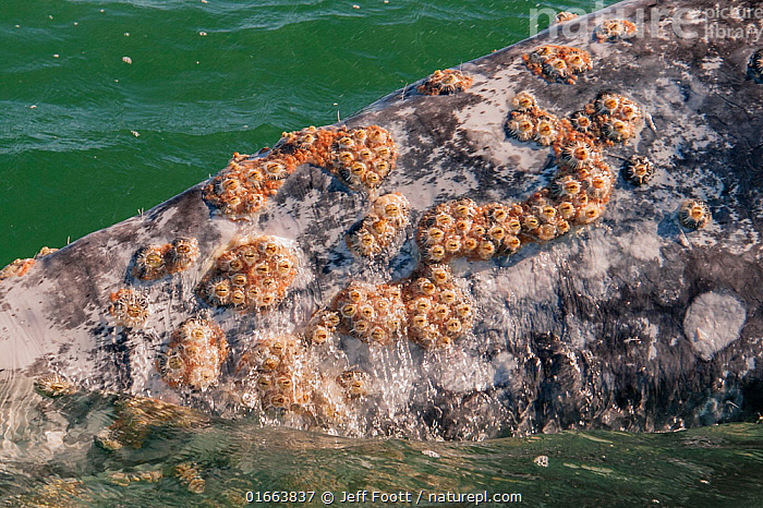 Stock photo of Barnacles (Cirripedia) and Whale lice (Cyamidae) on skin ...