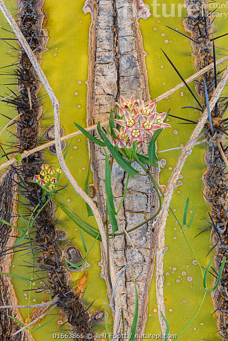 Stock photo of Climbing milkweed (Funastrum cynanchoides) on Mexican ...