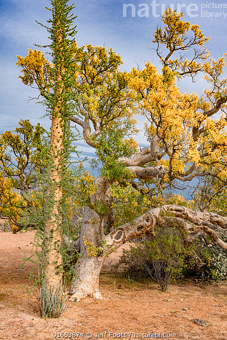 Stock photo of Baja elephant tree (Pachycormus discolor) with leaves ...