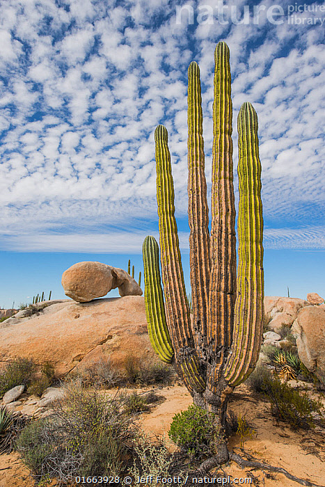 Stock photo of Mexican giant cardon cactus (Pachycereus pringlei ...