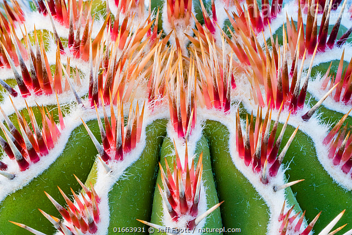 Stock photo of Mexican giant cardon cactus (Pachycereus pringlei ...