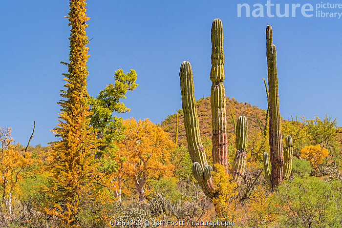 Stock photo of Boojum tree (Fouquieria columnaris) with leaves turning ...