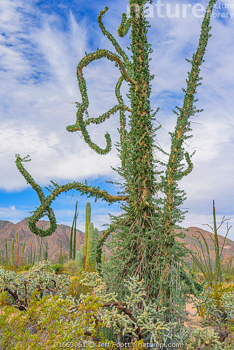 Stock photo of Boojum tree (Fouquieria columnaris) in Sonoran Desert ...