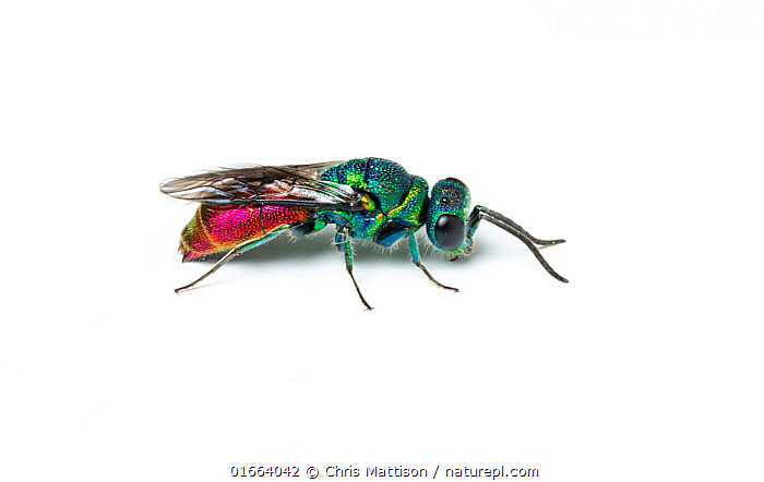 Stock photo of Ruby-tailed wasp, (Chrysis ignita), a species of cuckoo ...