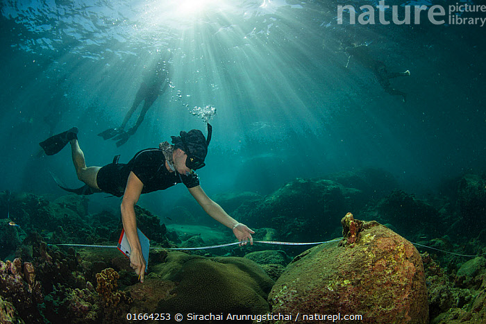 Stock photo of Marine Biology student conducts line transect survey on ...