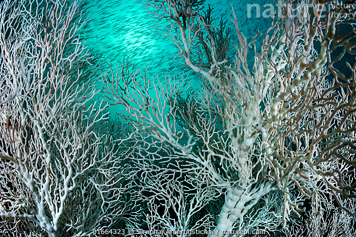 Stock photo of Large colonies of Gorgonian sea fan (Melithea sp.) with ...