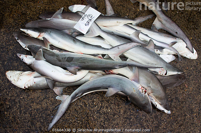 Stock photo of Milk sharks (Rhizoprionodon acutus) displayed for ...