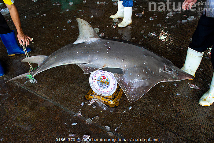 Stock photo of Bottlenose wedgefish (Rhynchobatus australiae) weighed ...