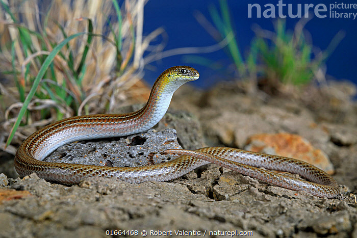 Stock photo of Portrait of the endangered Striped legless izard (Delma ...