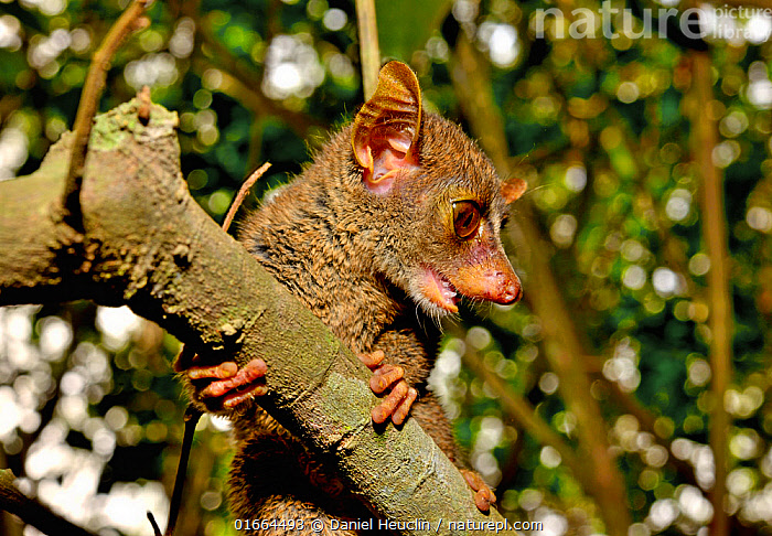 Stock photo of Prince Demidoff's bushbaby (Galagoides demidovii), Togo ...