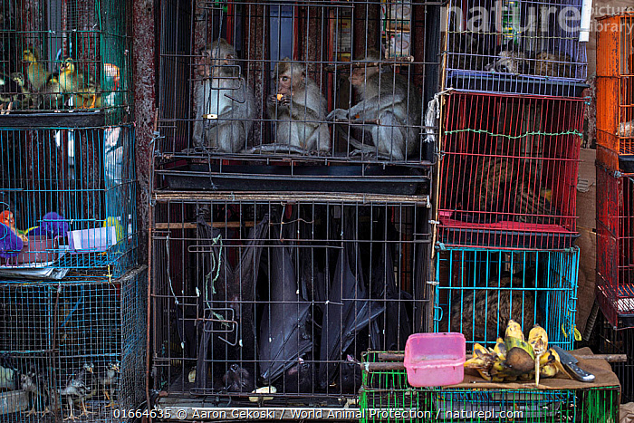 Stock photo of Wet market with civets, bats, monkeys, cats, puppies ...