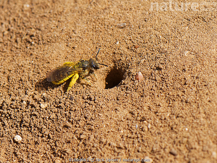 Stock photo of Common furrow bee / Slender mining bee (Lasioglossum ...