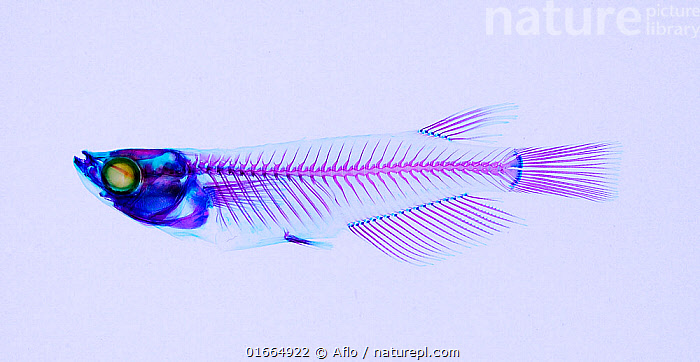 Stock photo of False colour x-ray of Japanese rice fish (Oryzias ...