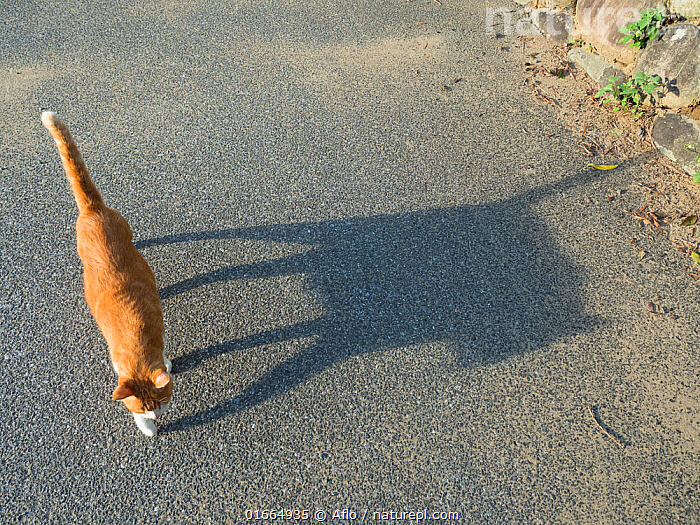 Stock photo of Stray cat, ginger tom casting shadow. Kaizu, Japan ...