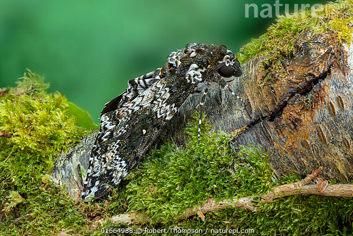 Stock photo of Rustic sphinx moth (Manduca rustica) resting on Moss ...