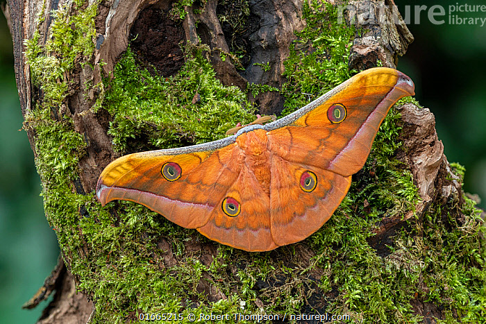 Stock photo of Moth (Antheraea jana) Java, Indonesia. Controlled ...