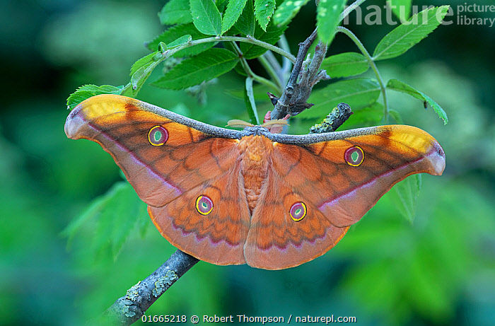Stock photo of Moth (Antheraea jana) Java, Indonesia.. Available for ...