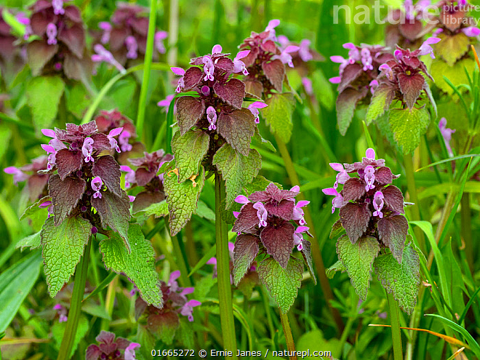 Stock photo of Red dead-nettle (Lamium purpureum) in grassland, Norfolk ...