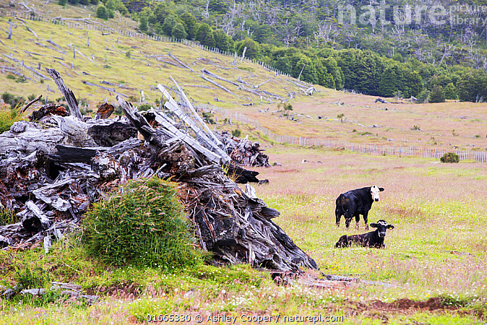 Stock photo of Pile of tree trunks in grassland alongside Cattle. Area ...