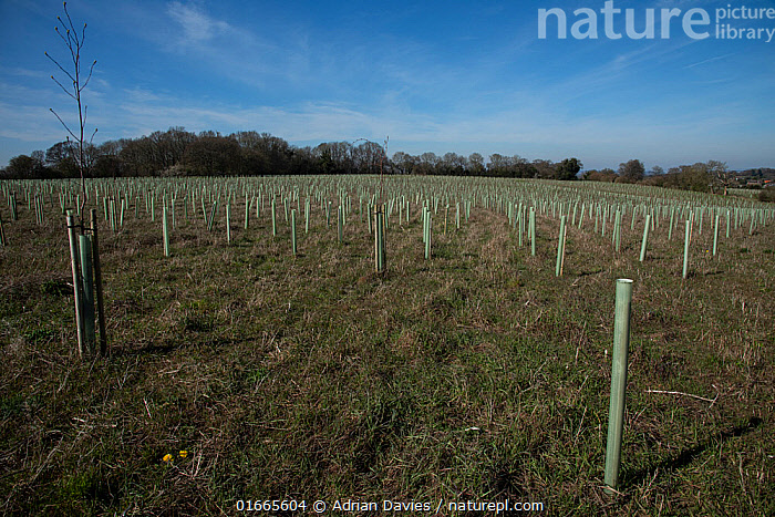 Stock photo of Tree guards protecting saplings at Millennium Wood ...