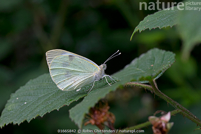 Stock photo of Large white butterfly (Pieris brassicae) resting on ...
