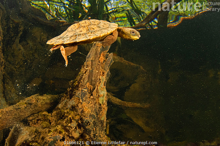 Stock photo of Gulf snapping turtle (Elseya lavarackorum), small ...