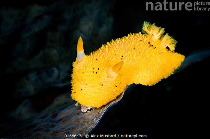 Lemon Sea Slug 9 12 GRADE BAND Echinodermata Vs Mollusca