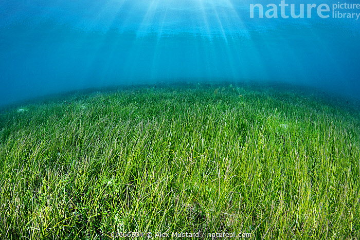 Stock photo of Seagrass meadow (Halodule pinifilia). Seagrass is ...
