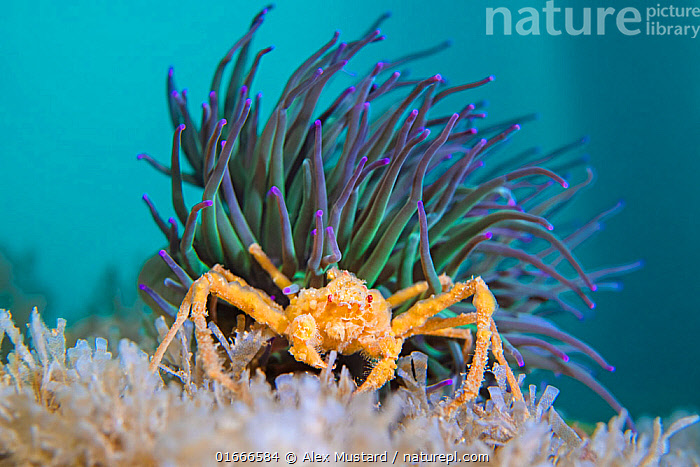 Stock photo of Leach's spider crab (Inachus sp.) living symbiotiocally ...