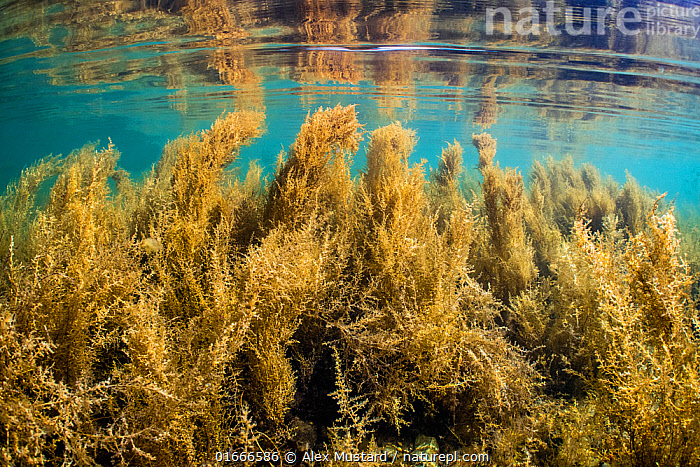 Stock Photo Of Dense Coverage Of Invasive Wireweed Sargassum Muticum