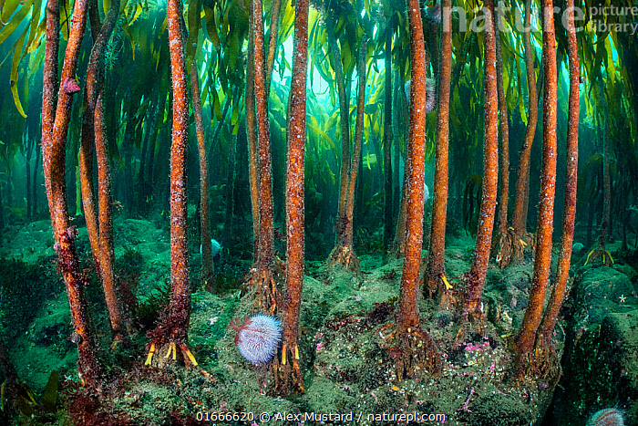 Stock photo of Forest of tall stipes and holdfasts of cuvie kelp ...