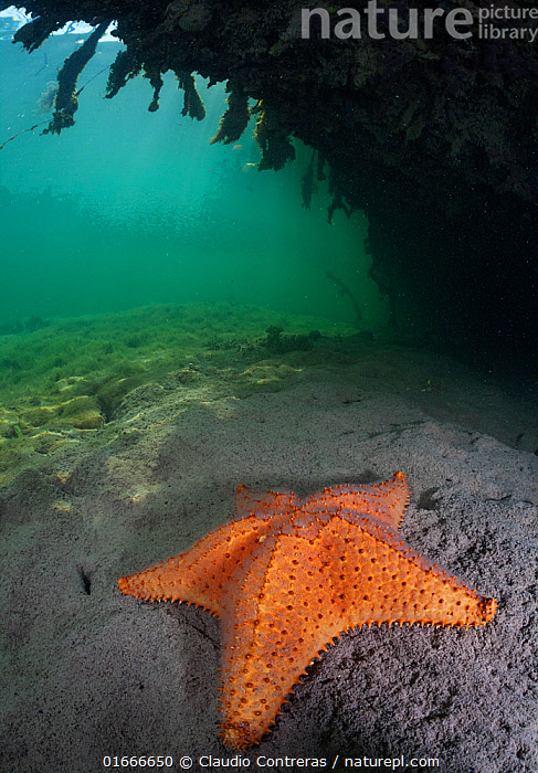 Stock photo of Cushion sea star (Oreaster reticulatus) under Red ...