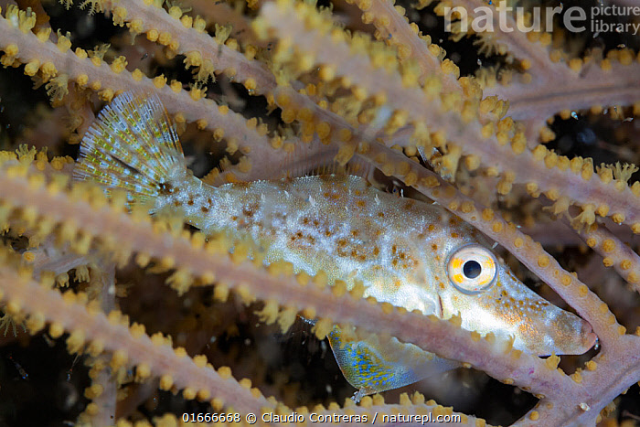 Stock photo of Slender Filefish (Monacanthus tuckeri) juvenile hiding ...