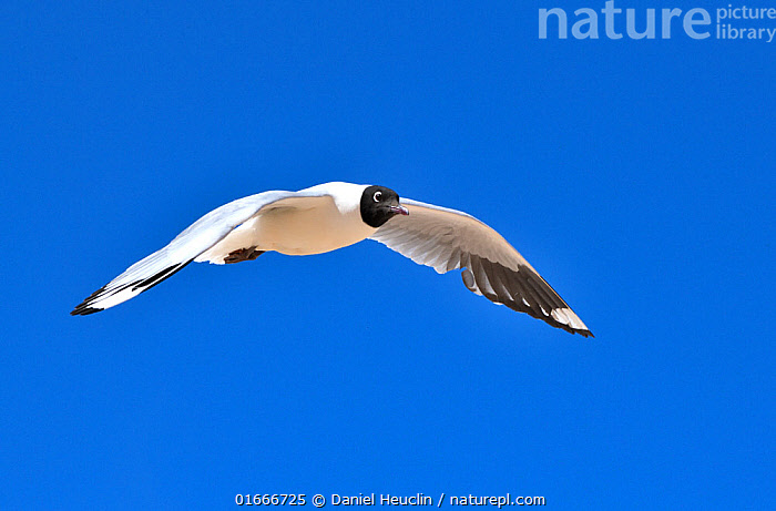 Stock photo of Andean gull (Chroicocephalus serranus) in flight, Andes ...