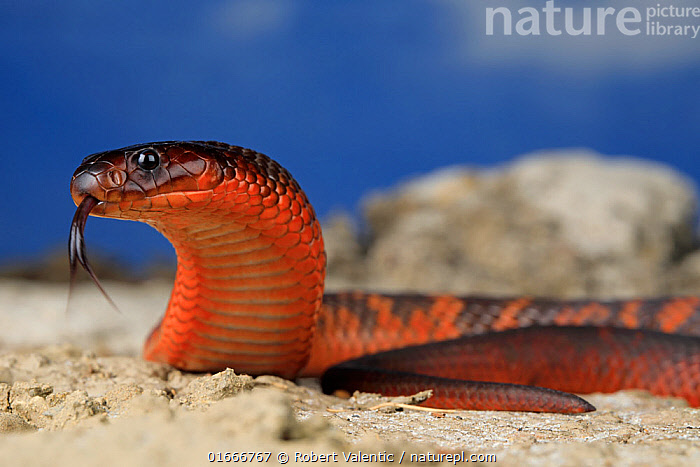 Stock photo of Collett's snake (Pseudechis colletti) male tasting the ...