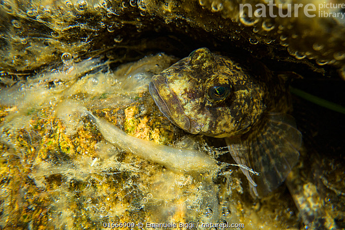 Stock photo of Bullhead (Cottus gobio) adult fish underwater in small ...