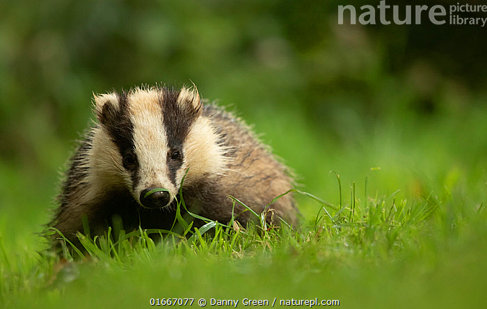 Stock photo of European badger (Meles meles) cub in grassland. Scotland ...