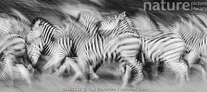 Stock photo of Zebra (Equus quagga) herd running, chased by Lion ...