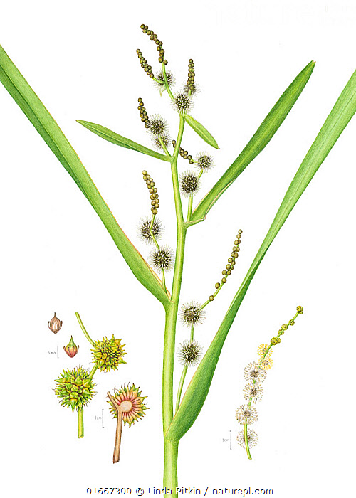 Stock photo of Branched Bur-reed (Sparganium erectum) watercolour ...