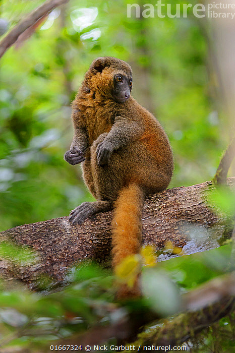 Stock photo of Golden bamboo lemur (Hapalemur aureus) in forest ...