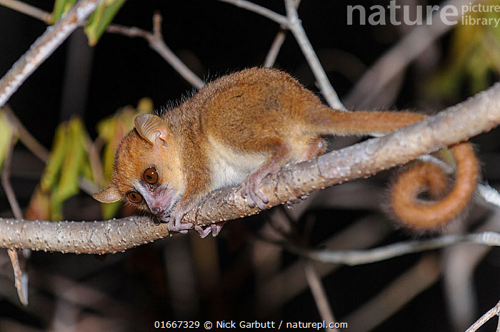 Stock photo of Golden-brown mouse lemur (Microcebus ravelobensis ...