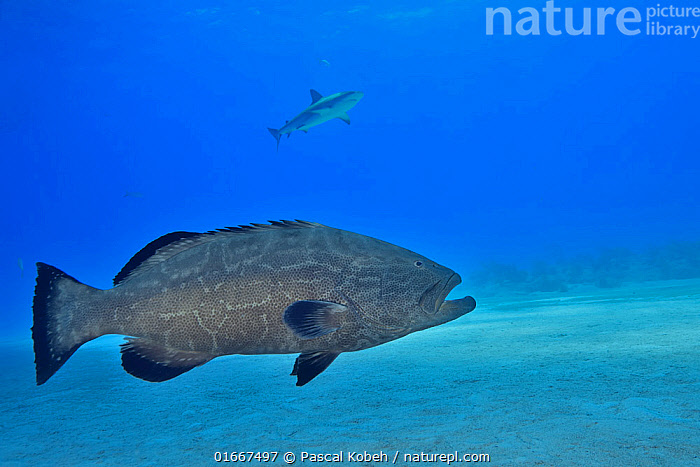 Stock photo of Black grouper (Mycteroperca bonaci) with Caribbean reef ...