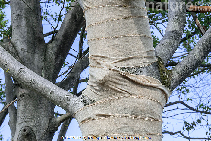 Stock photo of Exposed beech tree (Fagus sylvatica) trunk wrapped in burlap / jute as ...