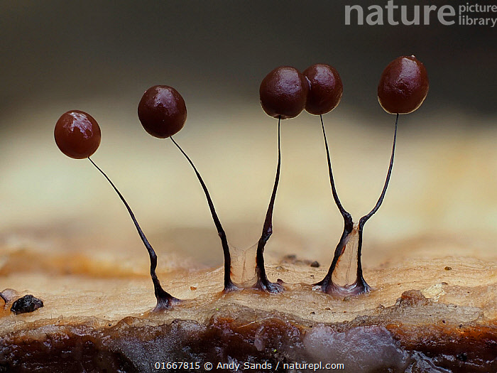 Stock photo of Slime mould (Comatricha nigra) sporangia nearing ...