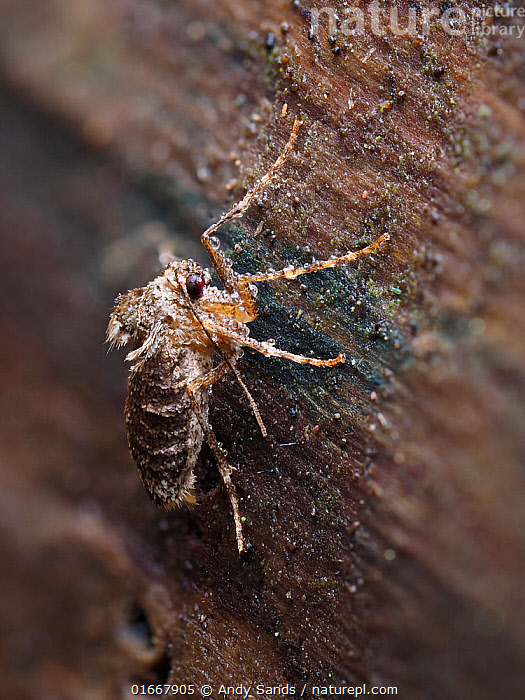Stock photo of Winter moth (Operophtera brumata) female, the female has ...